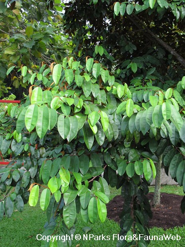 NParks | Chrysophyllum cainito