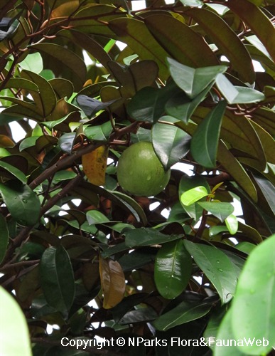 NParks | Chrysophyllum cainito