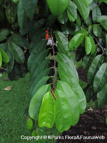 Kaimito Pictures Of Leaves