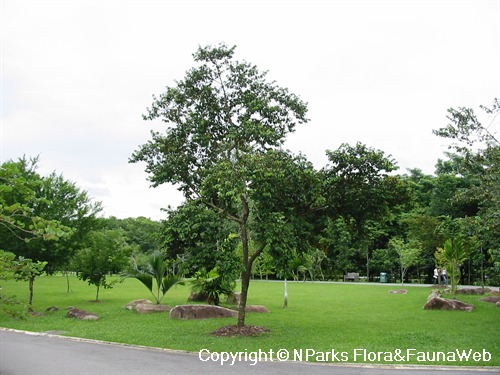 NParks | Chrysophyllum cainito