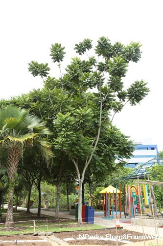 NParks | Chukrasia tabularis