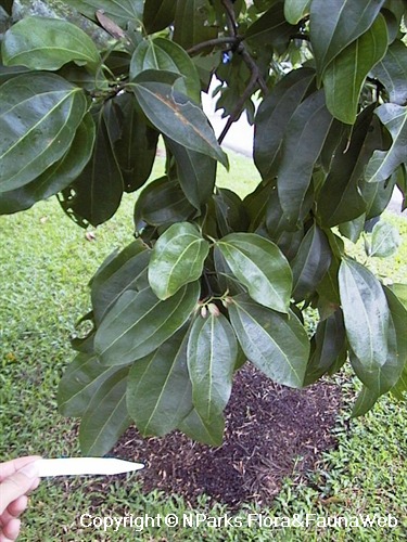 NParks | Cinnamomum camphora