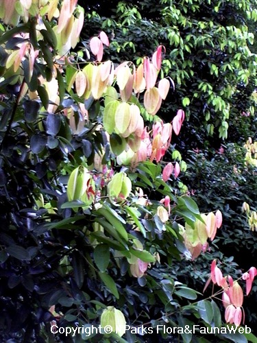 NParks | Cinnamomum iners