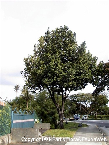 NParks | Cinnamomum iners