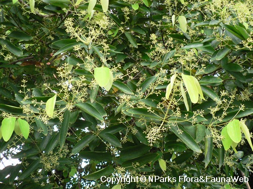 NParks | Cinnamomum iners