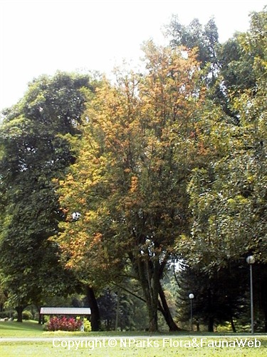 NParks | Citharexylum spinosum