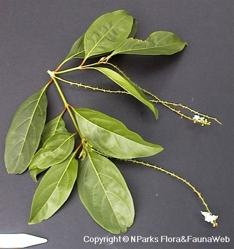 NParks | Citharexylum spinosum