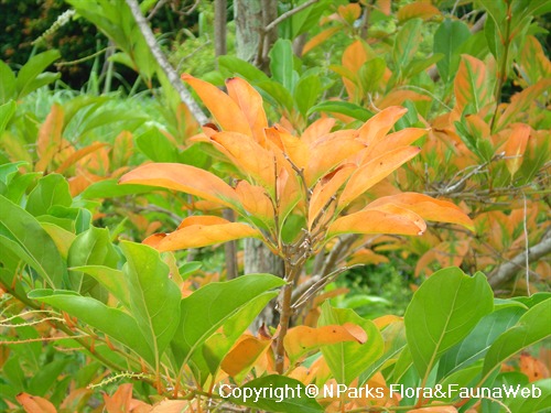 NParks | Citharexylum spinosum