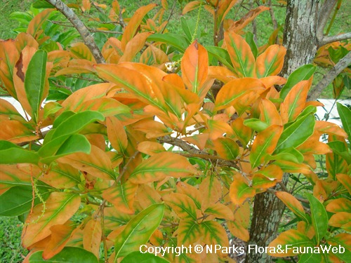 NParks | Citharexylum spinosum