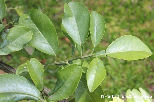 NParks | Citrus maxima