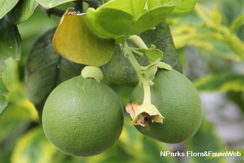 NParks | Citrus maxima