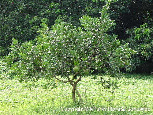 NParks | Citrus maxima