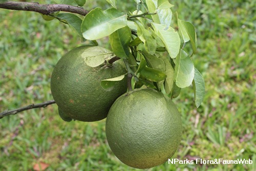 NParks | Citrus maxima