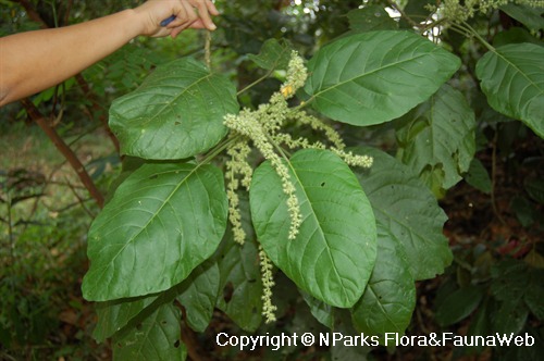 NParks | Claoxylon indicum