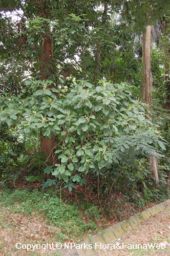 NParks | Claoxylon indicum