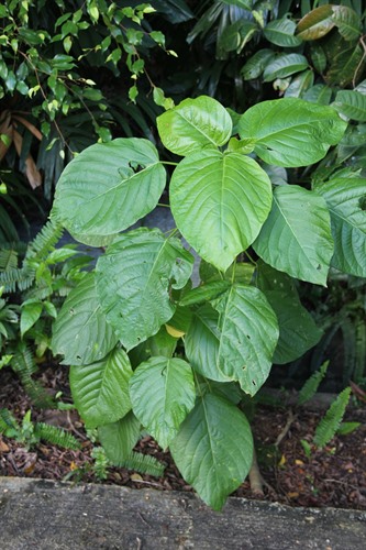 NParks | Claoxylon indicum