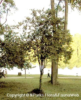 NParks | Clerodendrum disparifolium