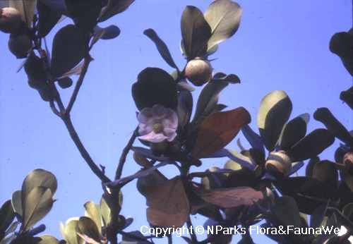 NParks | Clusia rosea