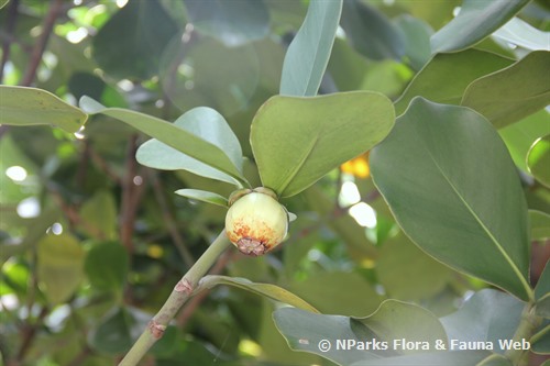 NParks | Clusia rosea