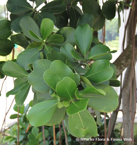 NParks | Clusia rosea