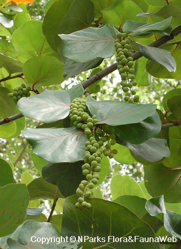 NParks | Coccoloba uvifera