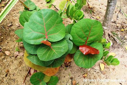 NParks | Coccoloba uvifera