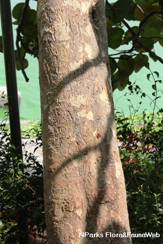 NParks | Coccoloba uvifera