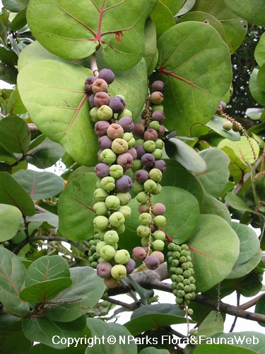 NParks | Coccoloba uvifera