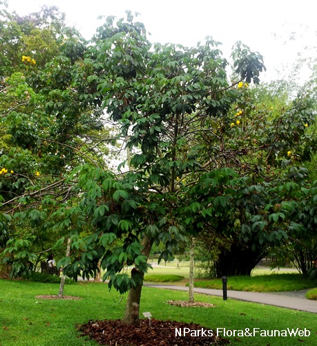 NParks | Cochlospermum religiosum
