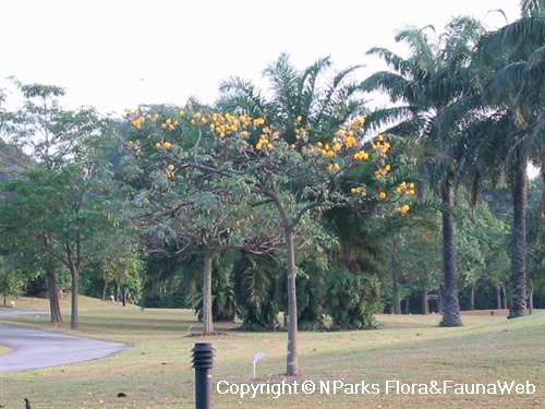 NParks | Cochlospermum religiosum