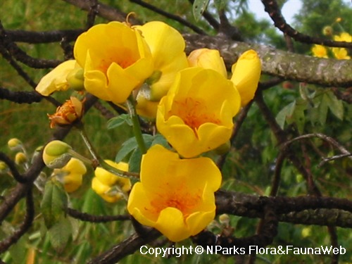 NParks | Cochlospermum religiosum