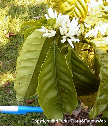 NParks | Coffea canephora