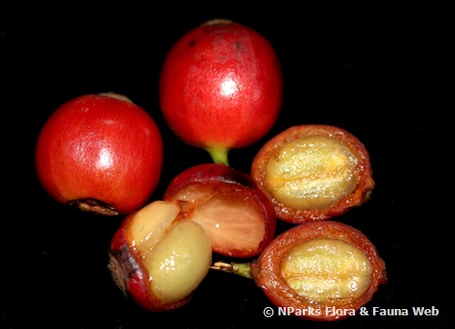 NParks | Coffea liberica