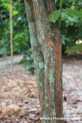 NParks | Coffea liberica