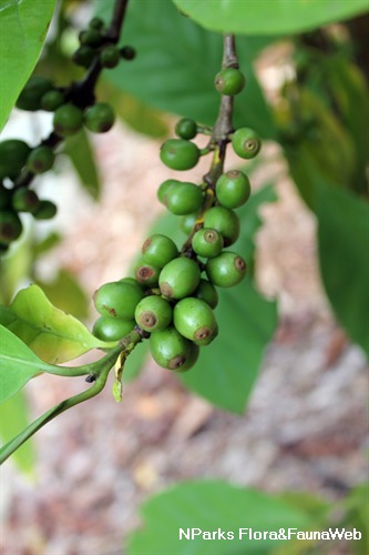 NParks | Coffea liberica