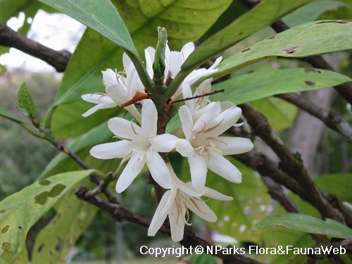 NParks | Coffea liberica