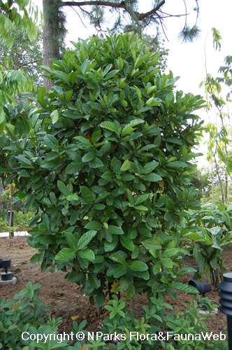 NParks | Coffea liberica