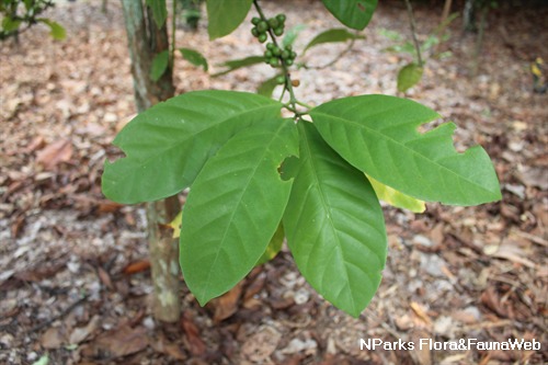 NParks | Coffea liberica