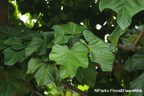 NParks | Cola gigantea