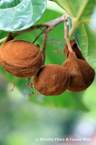 NParks | Cola gigantea