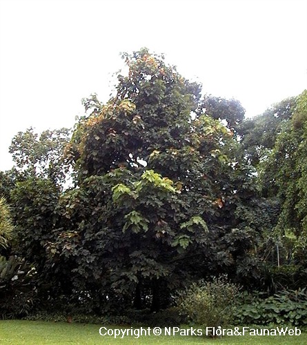 NParks | Cola gigantea