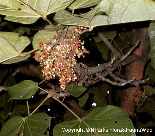 NParks | Cola gigantea