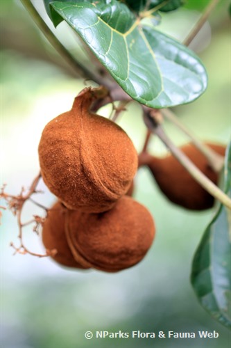 NParks | Cola gigantea