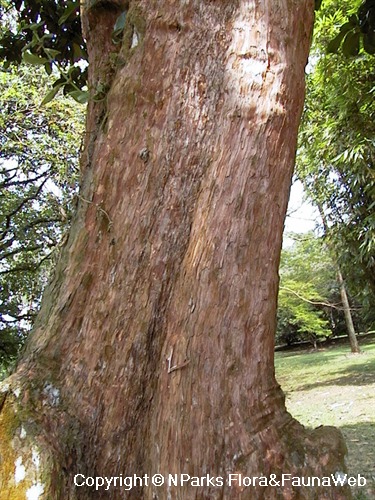 NParks | Copaifera officinalis