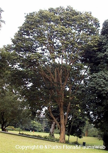 NParks | Copaifera officinalis