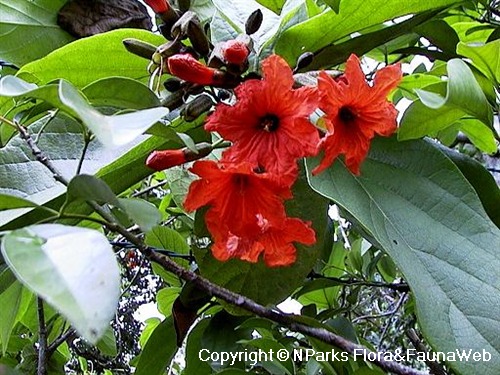NParks | Cordia sebestena