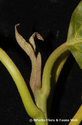 NParks | Cordia subcordata