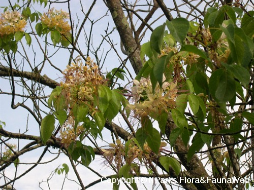 NParks | Crateva religiosa