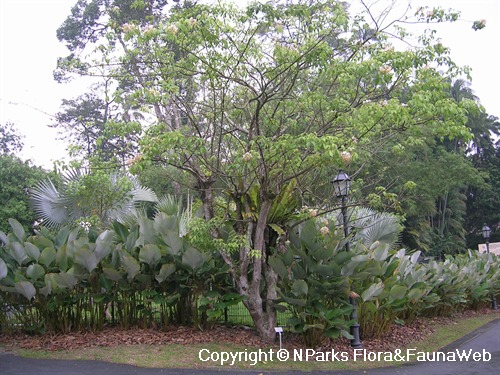 NParks | Crateva religiosa