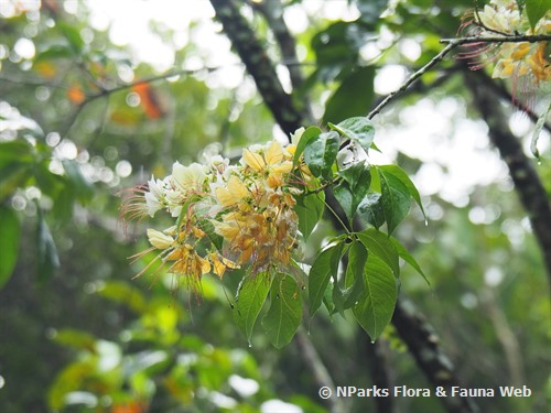 NParks | Crateva religiosa